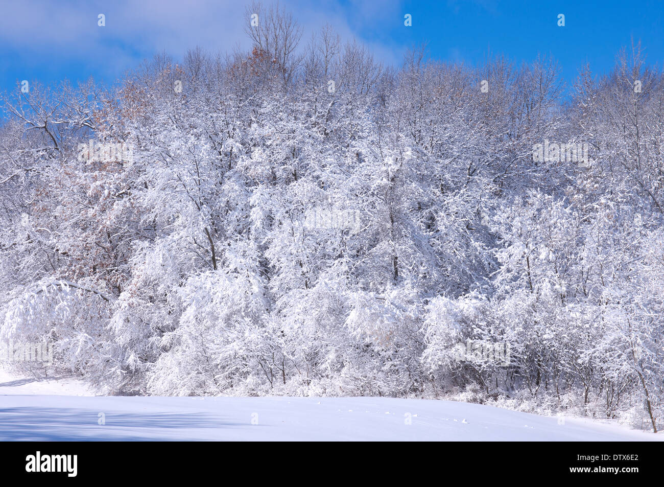 Fresh fallen hi-res stock photography and images - Alamy