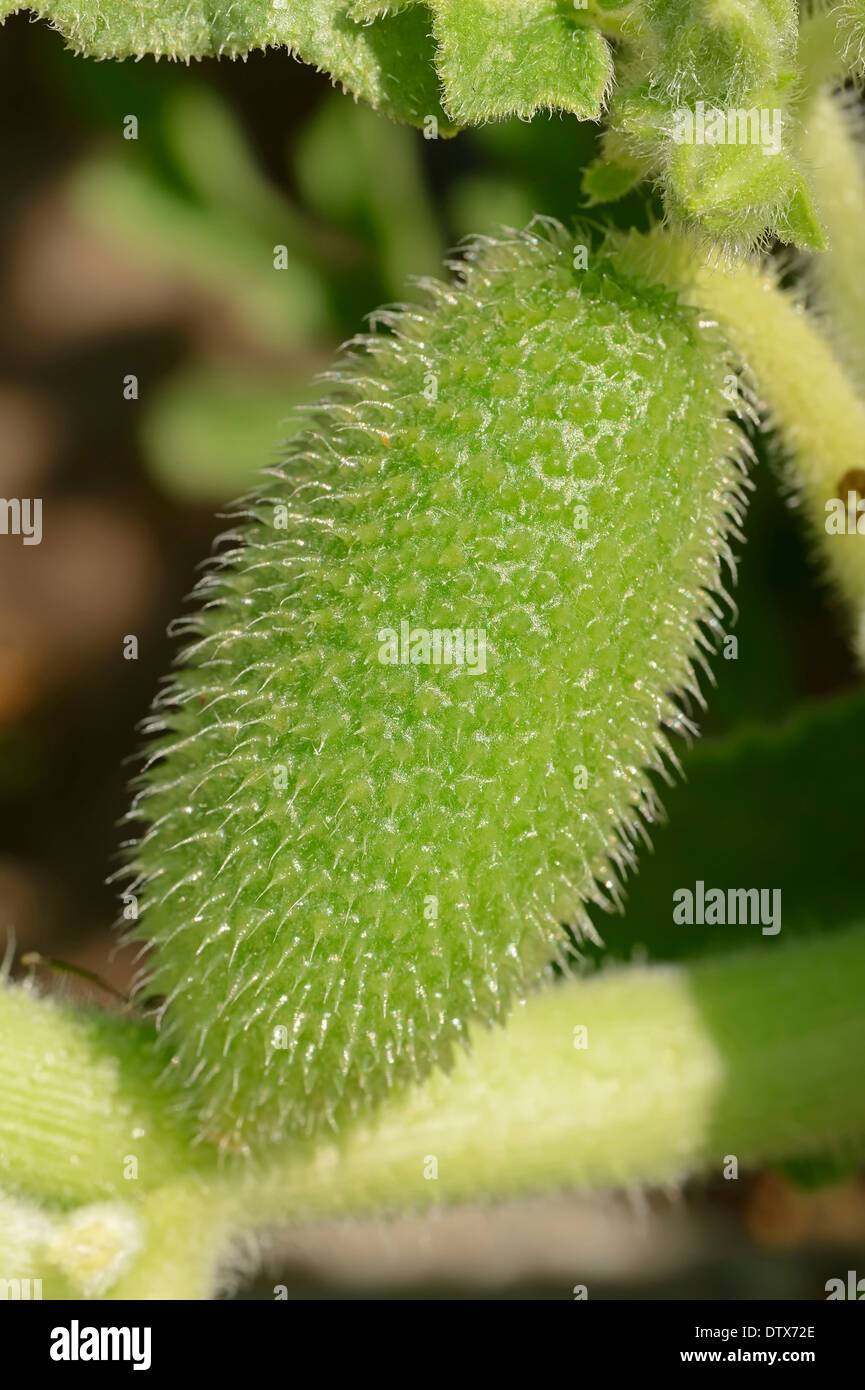 Squirting cucumber hi-res stock photography and images - Alamy
