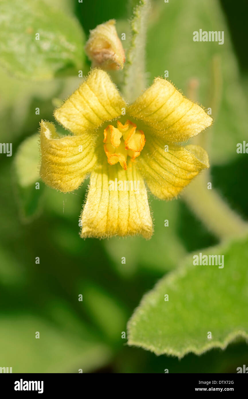 Squirting cucumber hi-res stock photography and images - Alamy