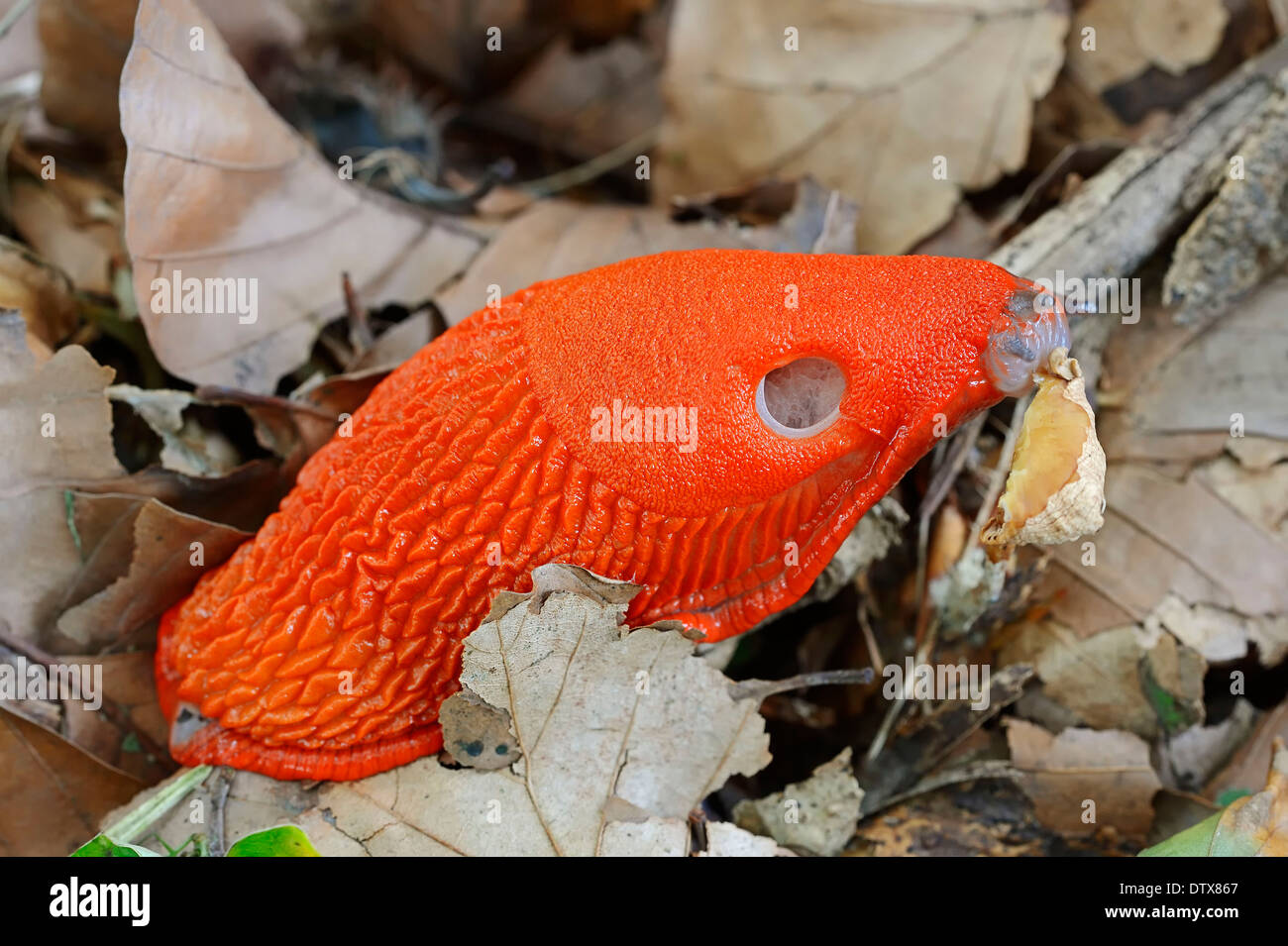 Greater red slug hi-res stock photography and images - Alamy