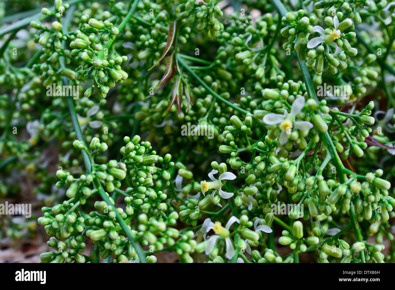 Neem leaves hi-res stock photography and images - Alamy