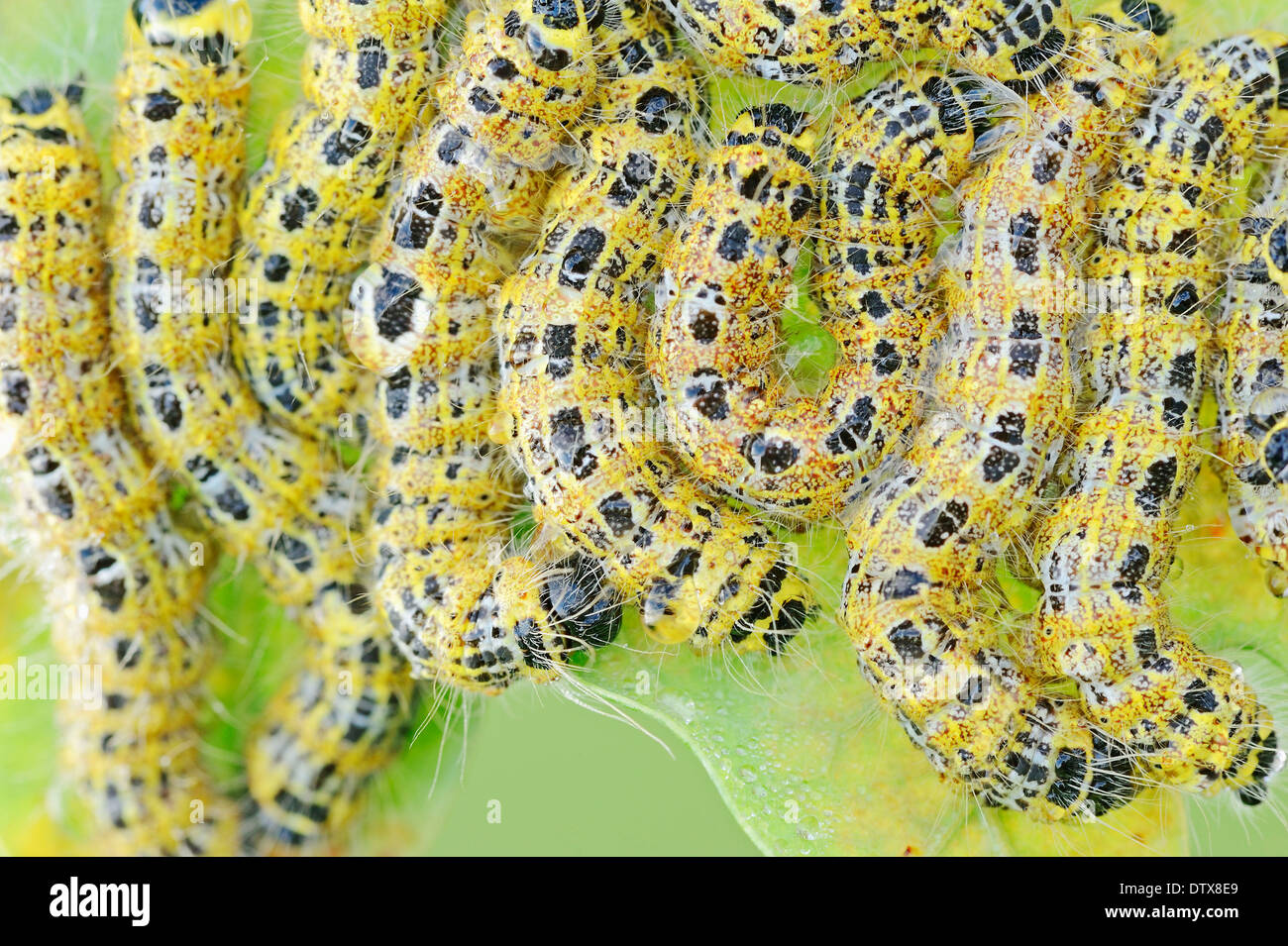 Buff tip caterpillars hi-res stock photography and images - Alamy