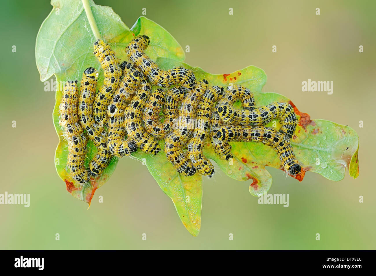 Buff tip caterpillars hi-res stock photography and images - Alamy