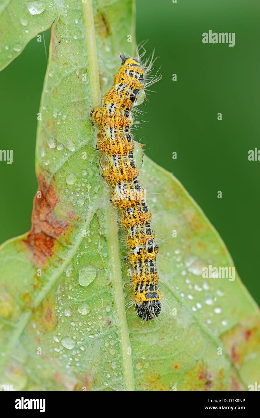 Buff tip caterpillar hi-res stock photography and images - Alamy
