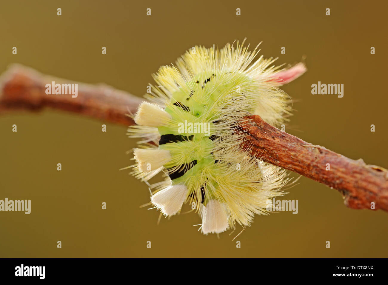 Red tail moth hi-res stock photography and images - Alamy
