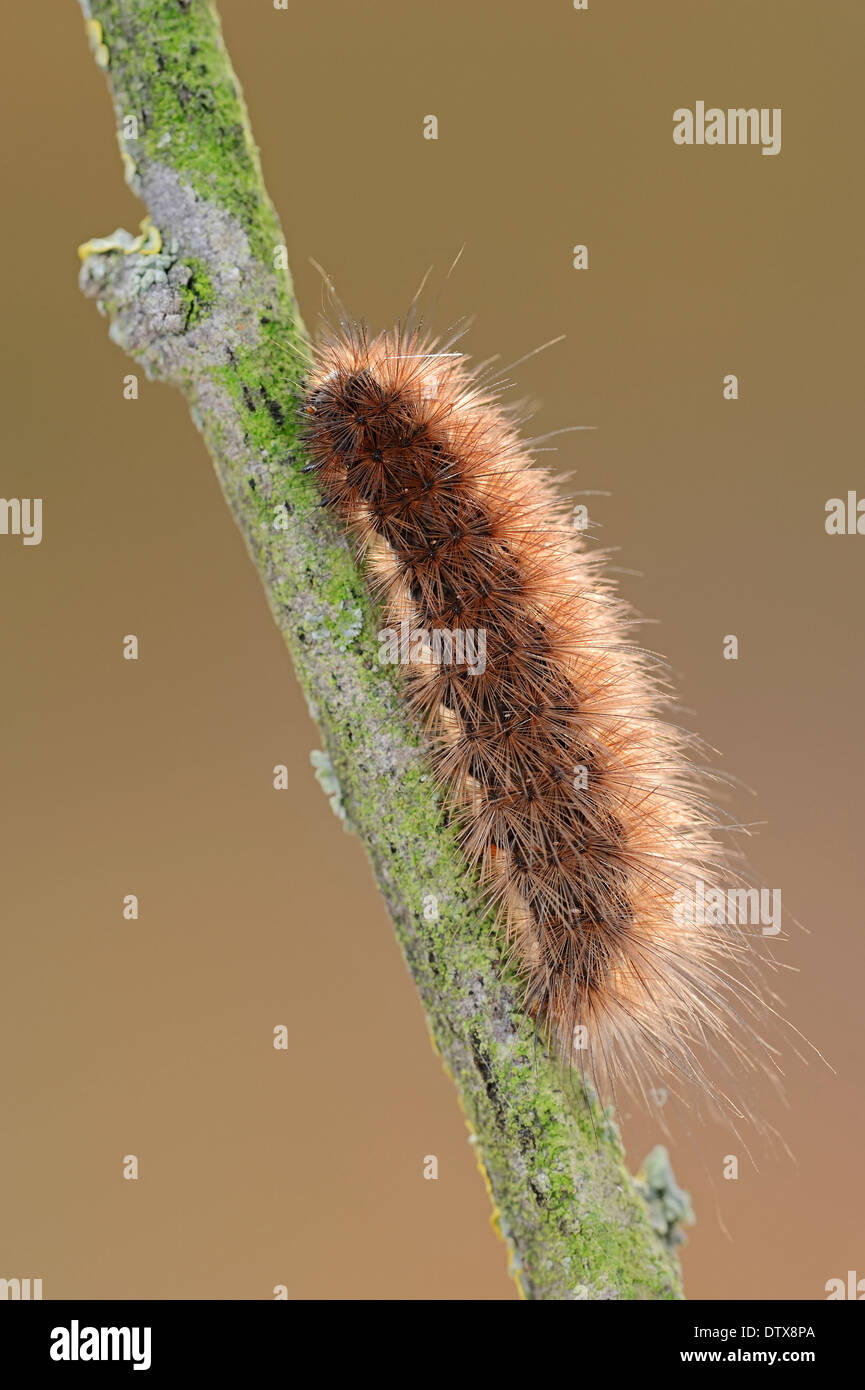 Ruby Tiger Moth Stock Photo - Alamy