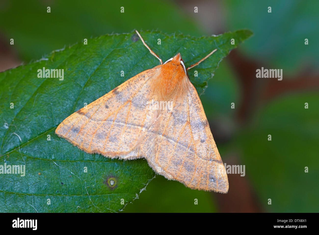 Feathered Thorn Moth Stock Photo - Alamy