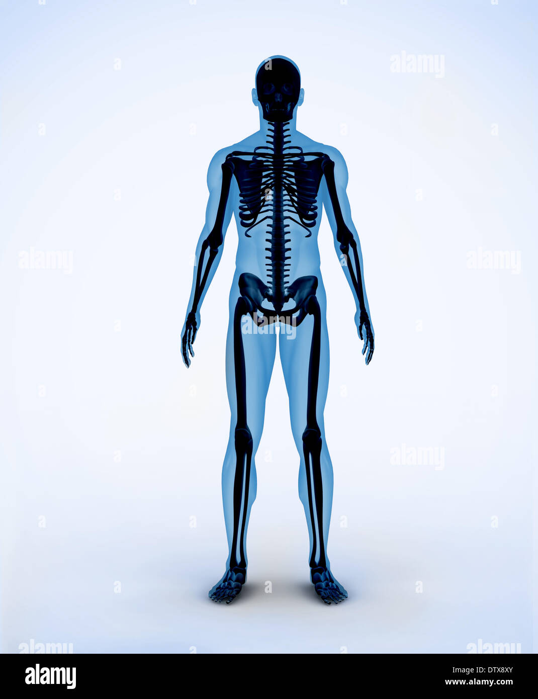 Black and blue digital skeleton Stock Photo - Alamy