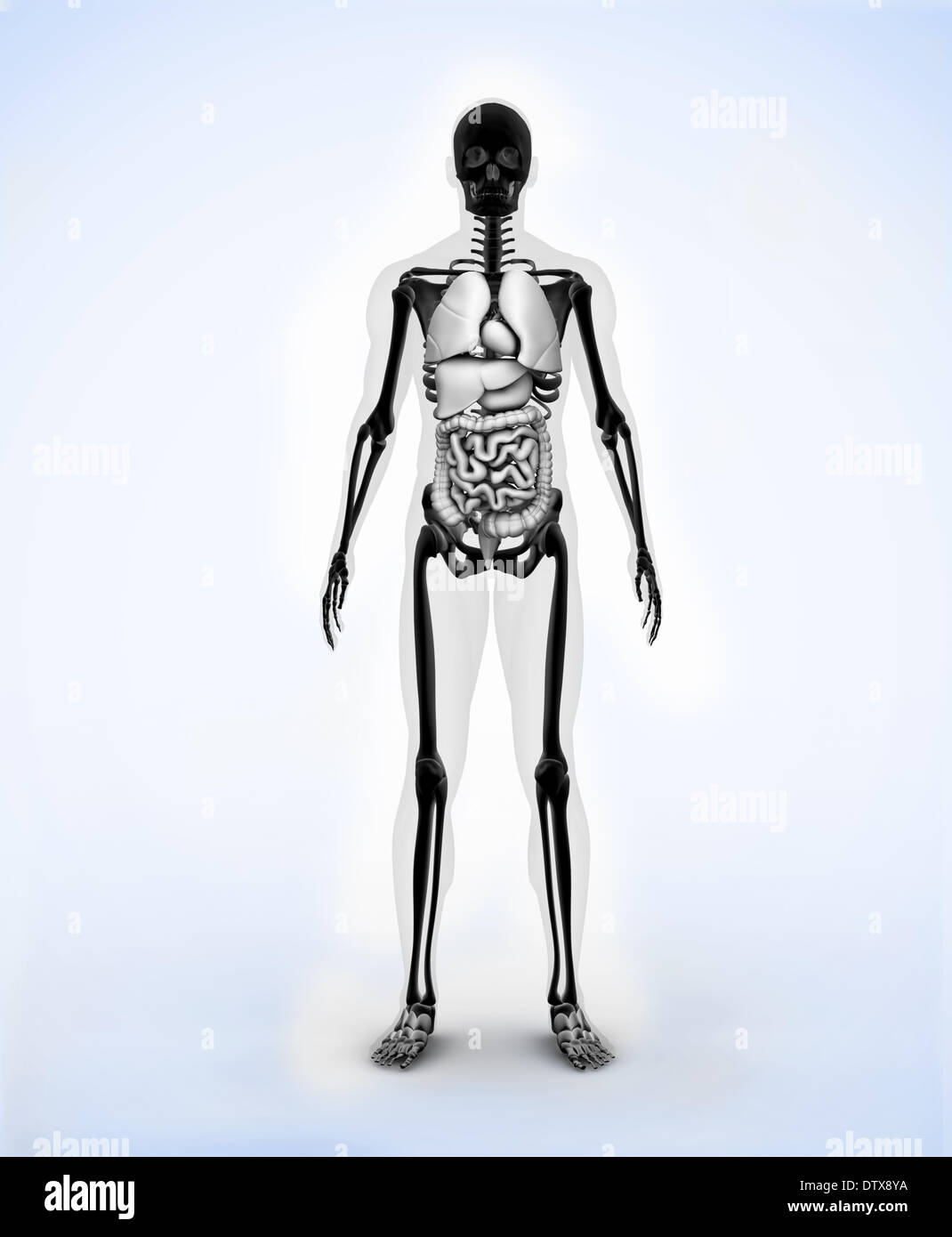 Black digital skeleton hi-res stock photography and images - Alamy