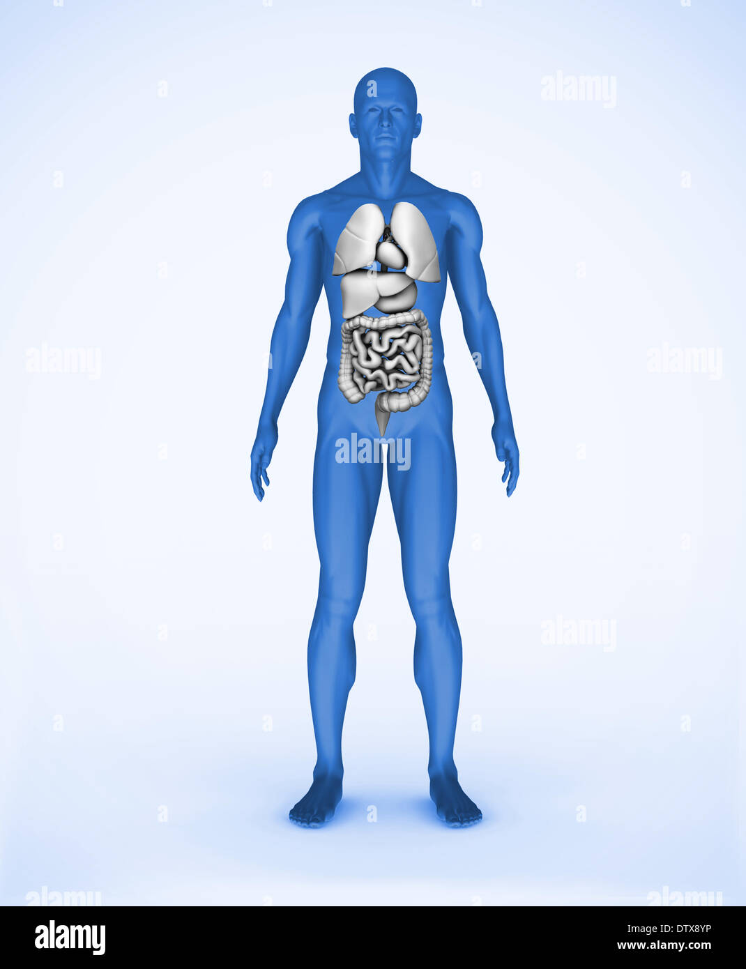 Diagram of the human small intestine Cut Out Stock Images & Pictures ...