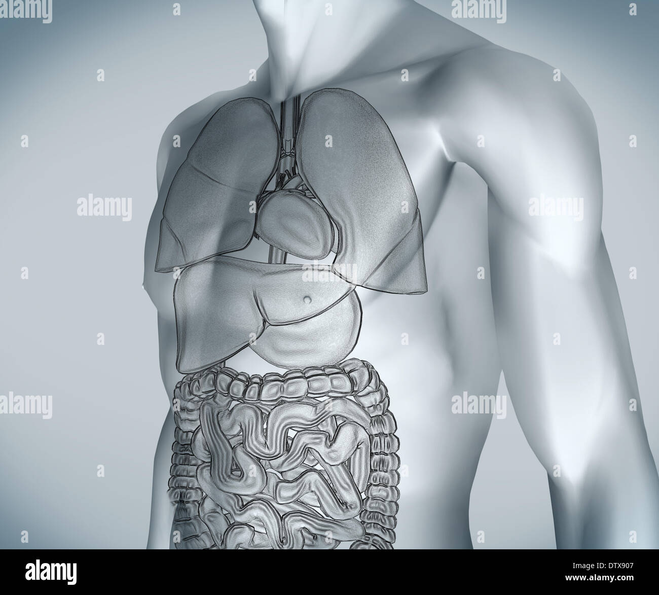 Transparent human body internal organs hi-res stock photography and ...
