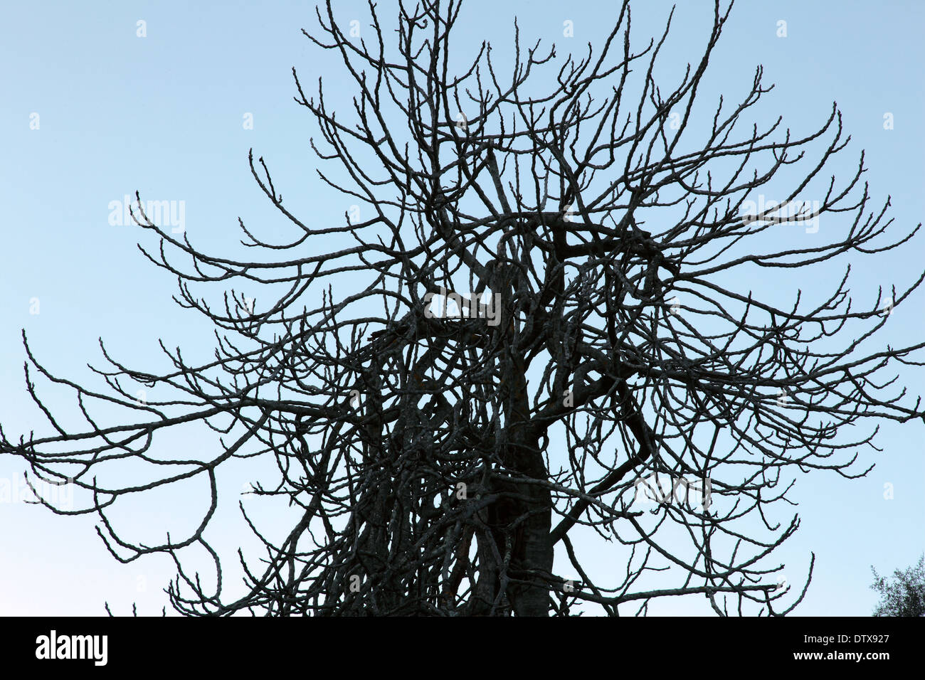 Twisted tree silhouette hi-res stock photography and images - Alamy