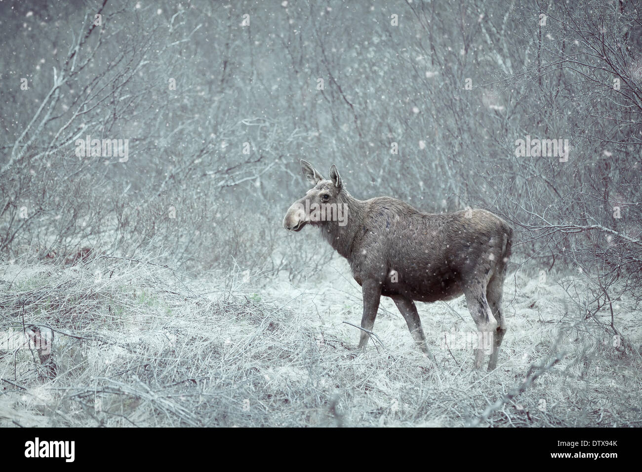 Wild moose hi-res stock photography and images - Alamy