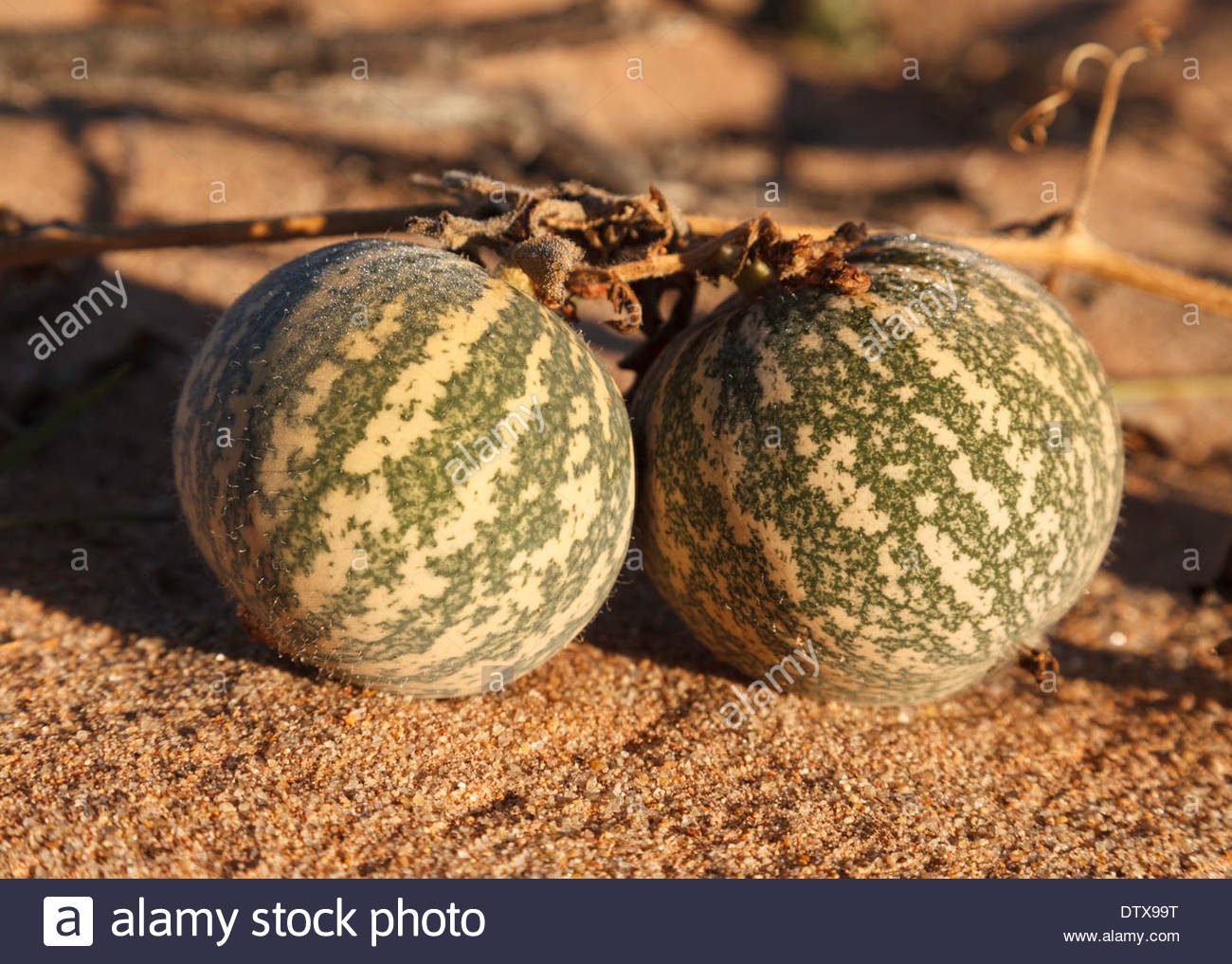 Paddy Melon (Citrullus lanatus) in the dry river bed of the Hugh Stock ...