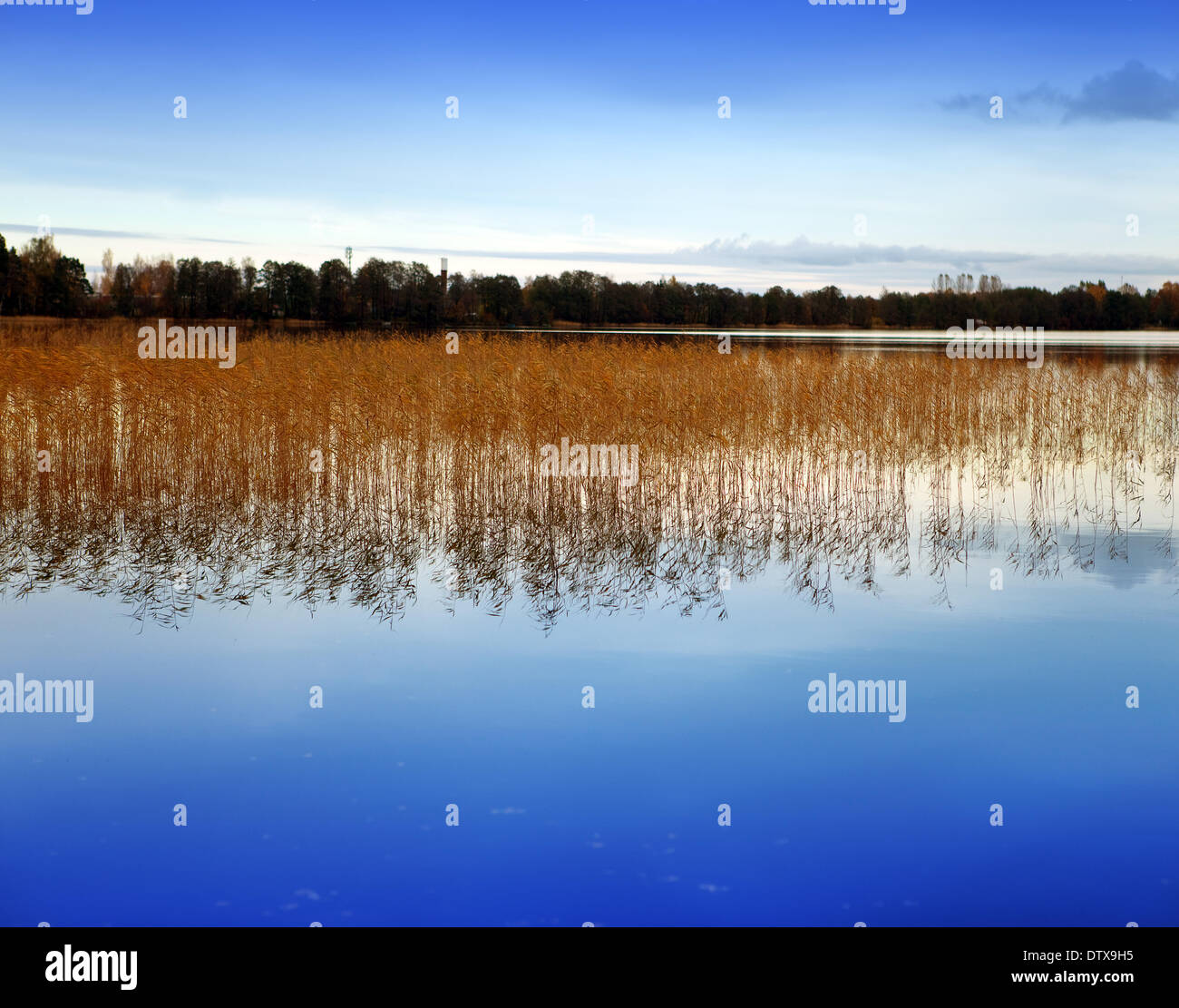 Evening, autumn. Cane in the blue lake Stock Photo - Alamy