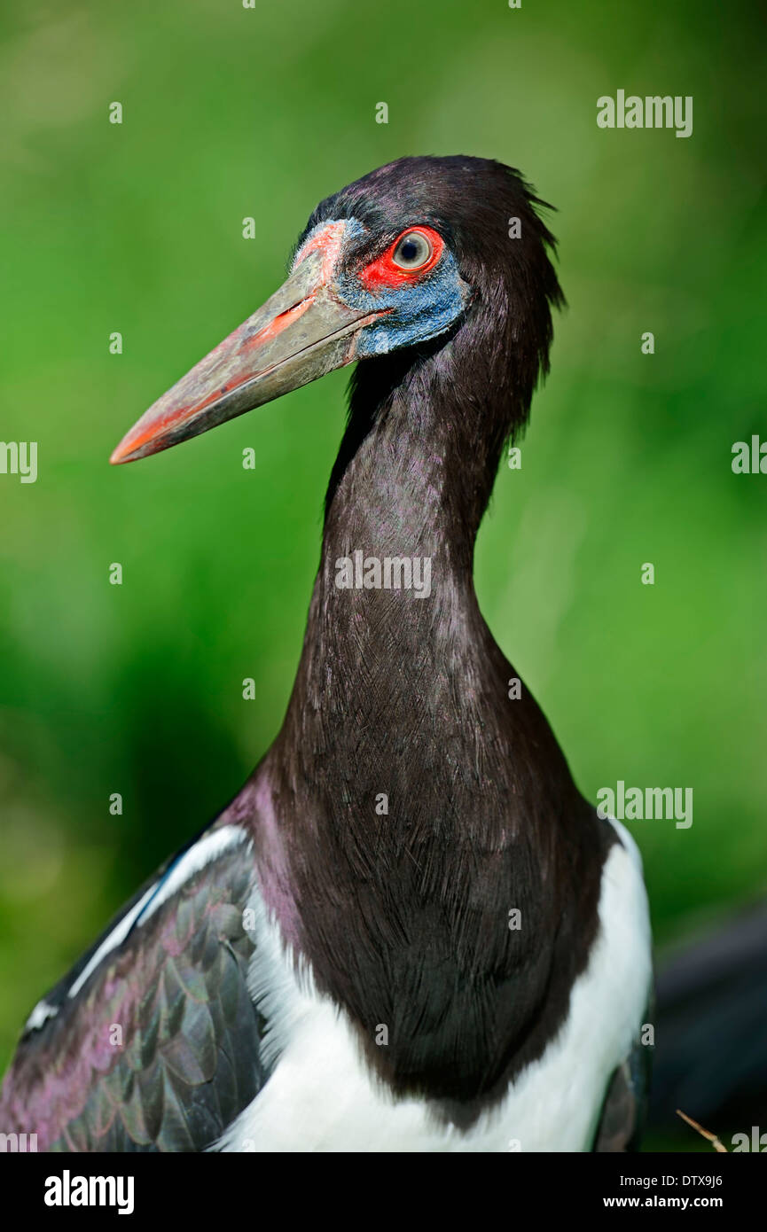 Abdims storks hi-res stock photography and images - Alamy