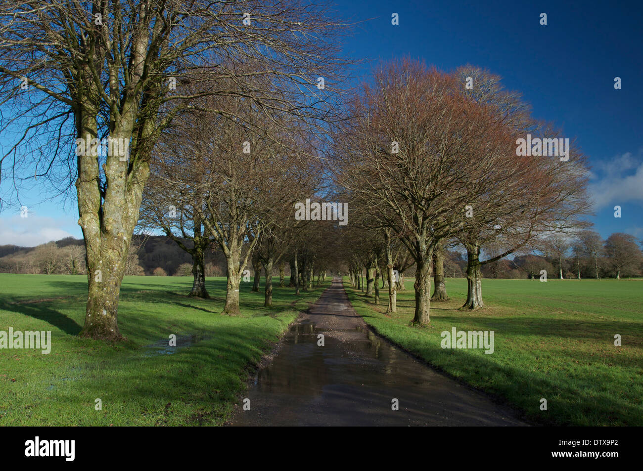 Beautiful English countryside on a sunny winter afternoon. A tree lined ...