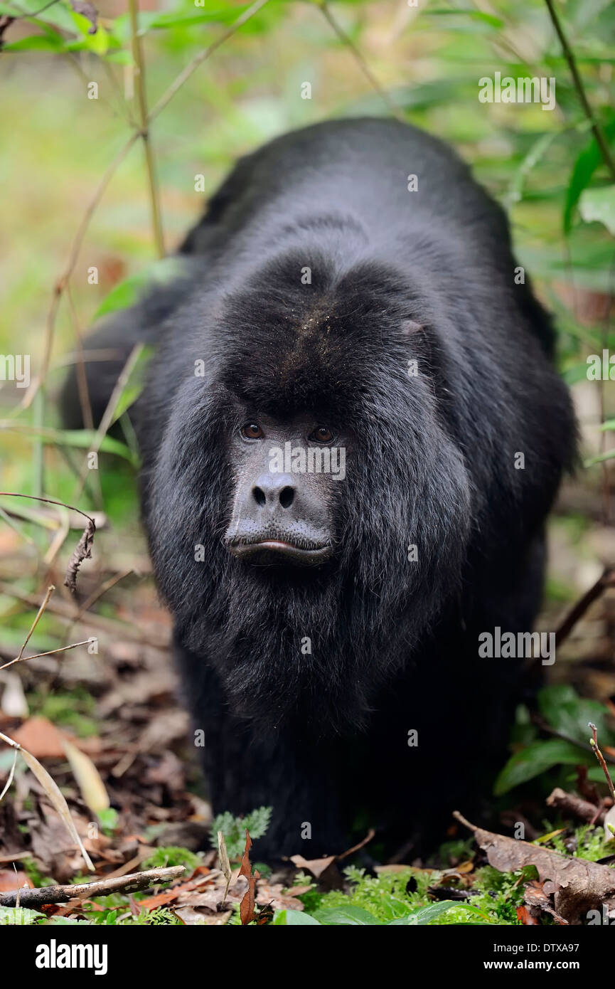 Black Howler Monkey Stock Photo - Alamy
