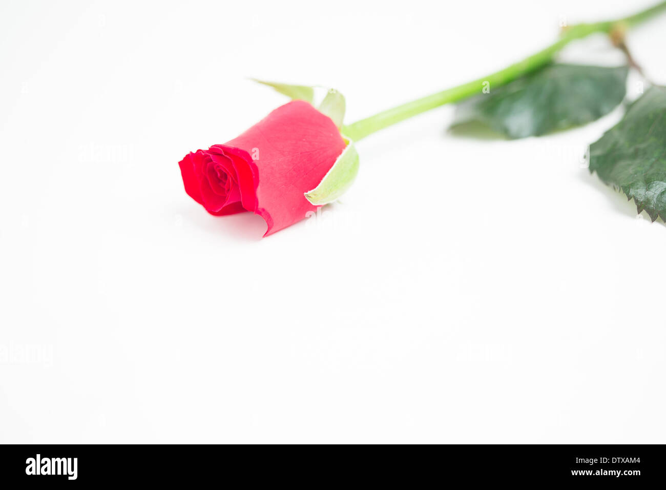 Rose stalk hi-res stock photography and images - Alamy