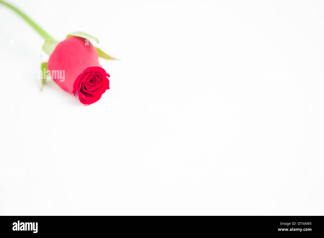 Romantic pink rose Stock Photo - Alamy