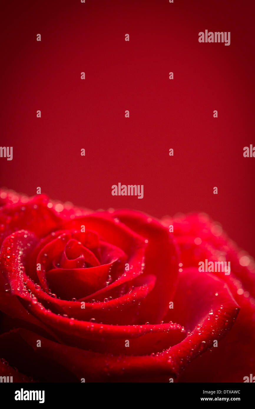 Red rose with rain drops Stock Photo - Alamy