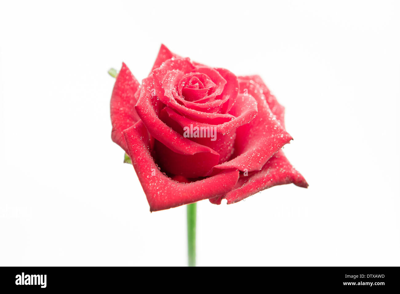 Pink flower dew drops Cut Out Stock Images & Pictures - Alamy