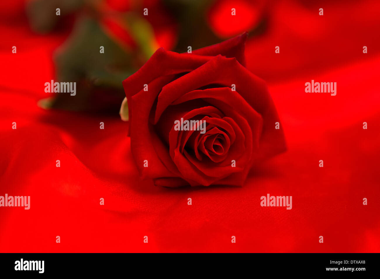 Red rose petals lying on hi-res stock photography and images - Alamy