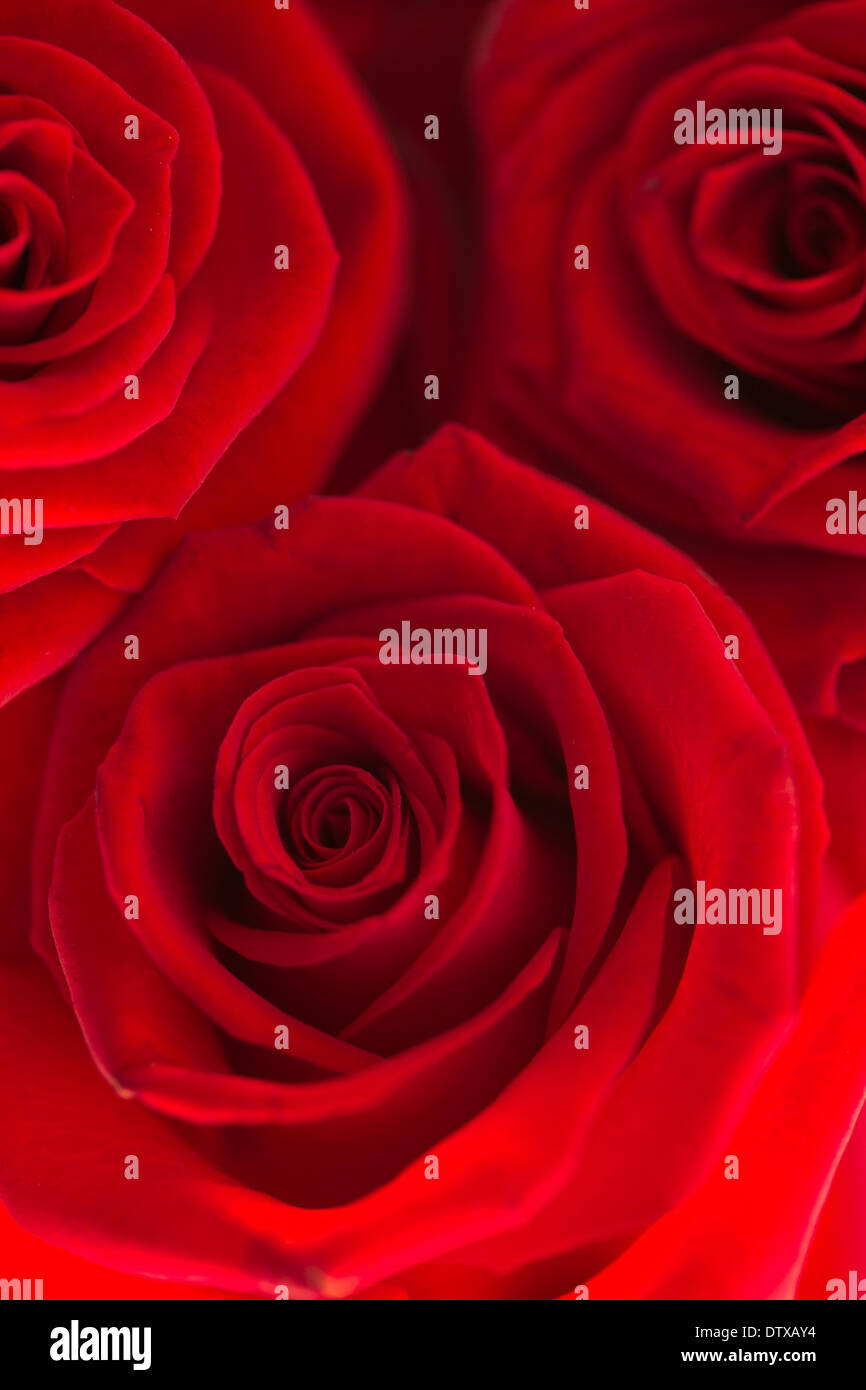 Three red roses Stock Photo - Alamy