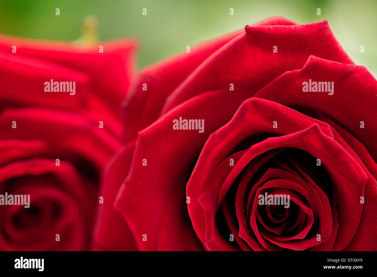 Two red roses Stock Photo - Alamy