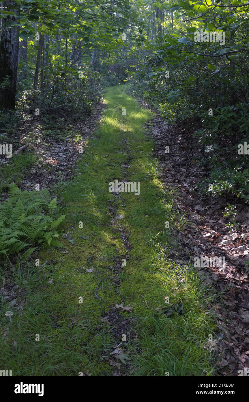 Forest Path, Woodstock NY, mossy path in woods Stock Photo - Alamy