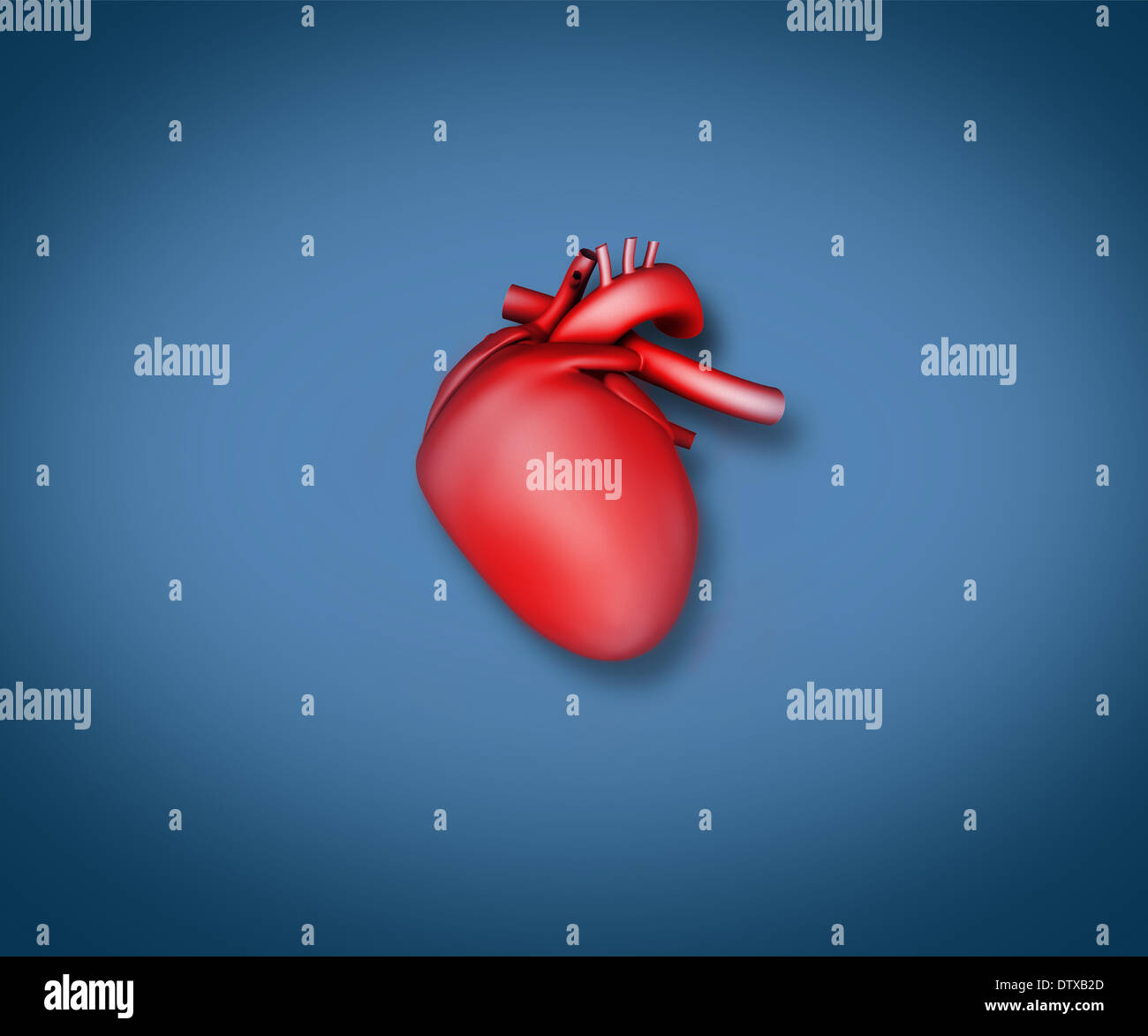 Diagram of a heart Stock Photo - Alamy