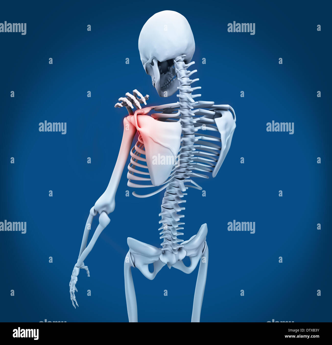 Shoulder pain on skeleton Stock Photo - Alamy