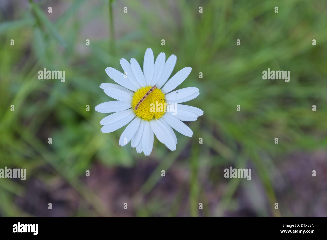 Daisy with caterpillar, Woodstock NY, Catskills Stock Photo - Alamy