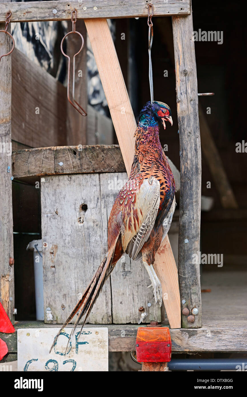 Game pheasant hi-res stock photography and images - Alamy