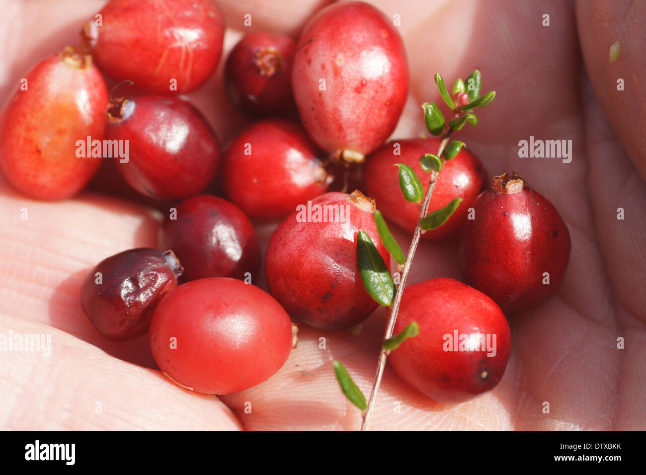 Moorbeere hi-res stock photography and images - Alamy