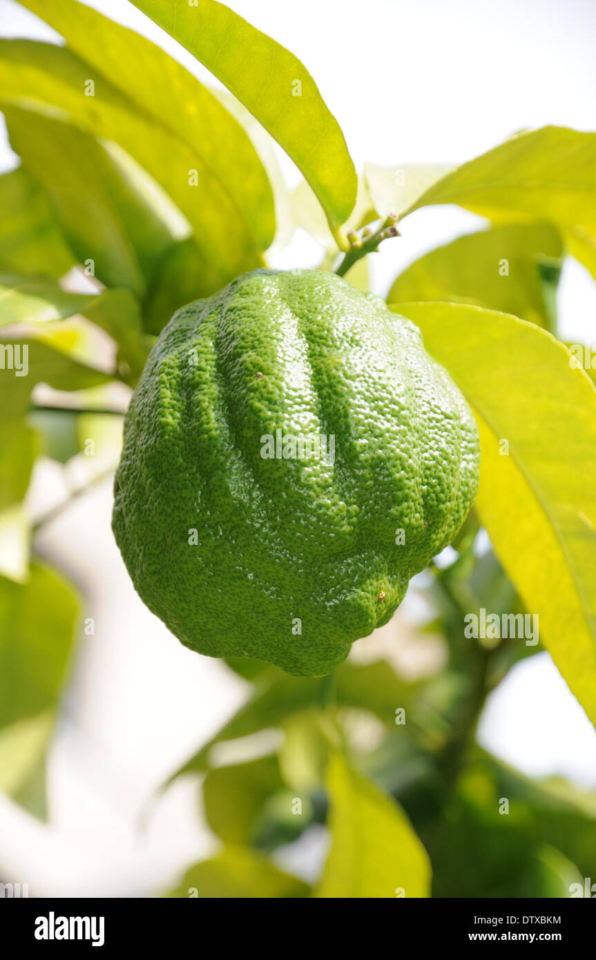 Zitronat zitrone hi-res stock photography and images - Alamy