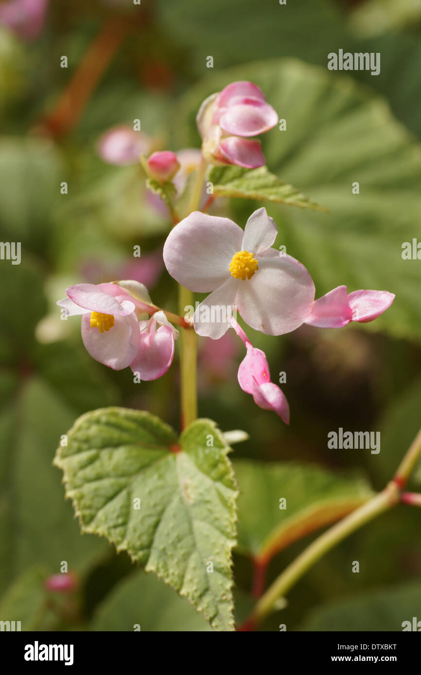 Begonia hi-res stock photography and images - Alamy
