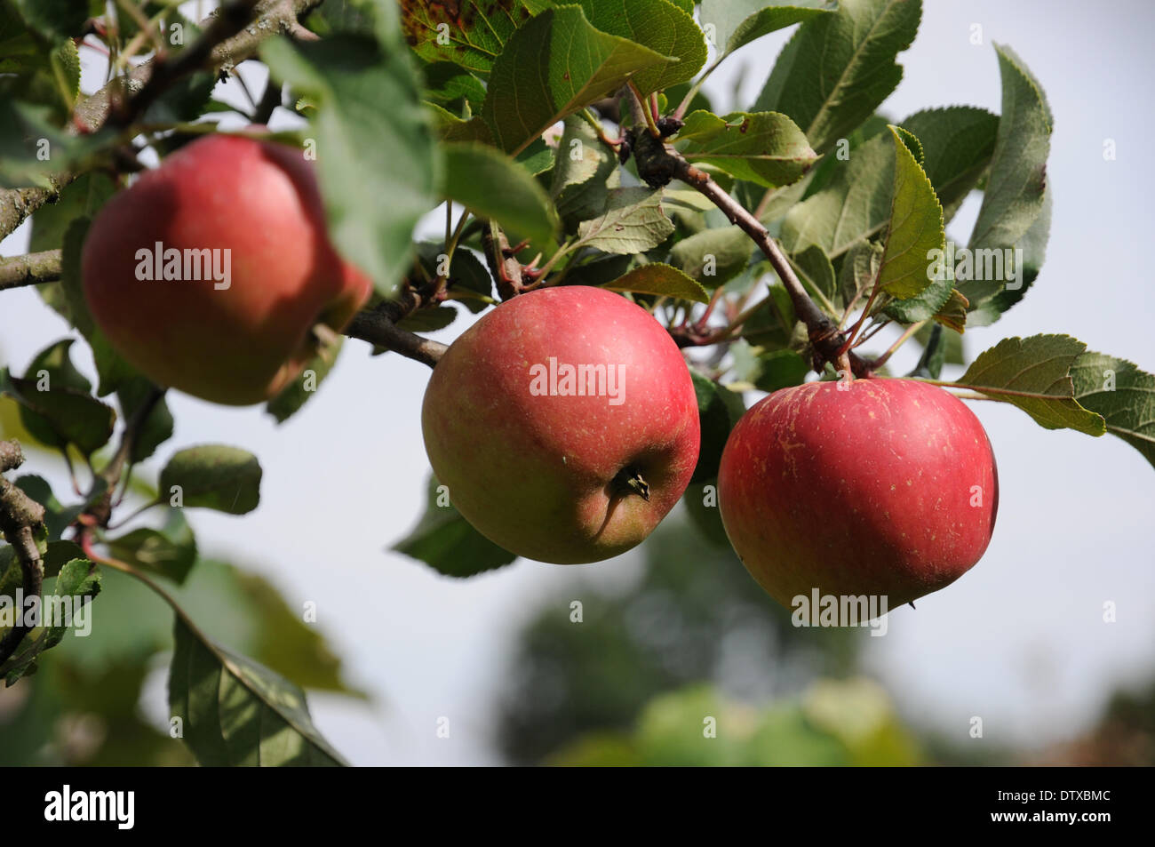 Topaz apple garden hi-res stock photography and images - Alamy