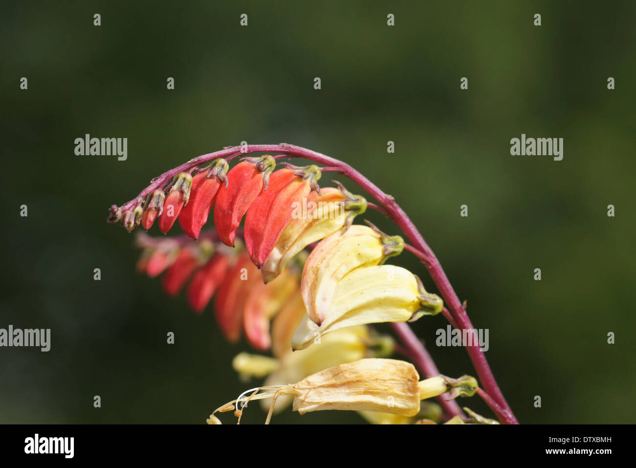 Cardinal creeper hi-res stock photography and images - Alamy