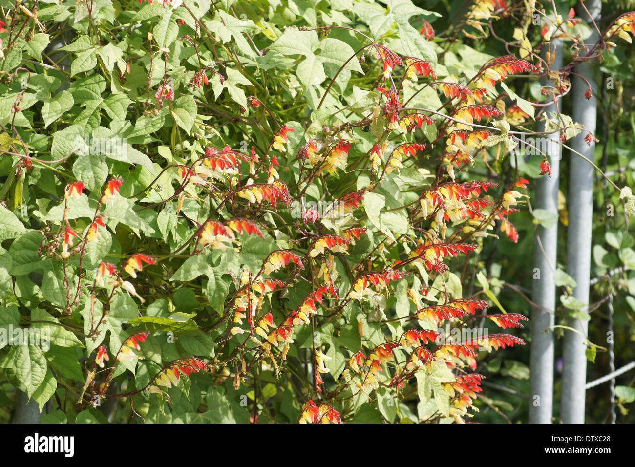Cardinal creeper ipomoea quamoclit hi-res stock photography and images ...