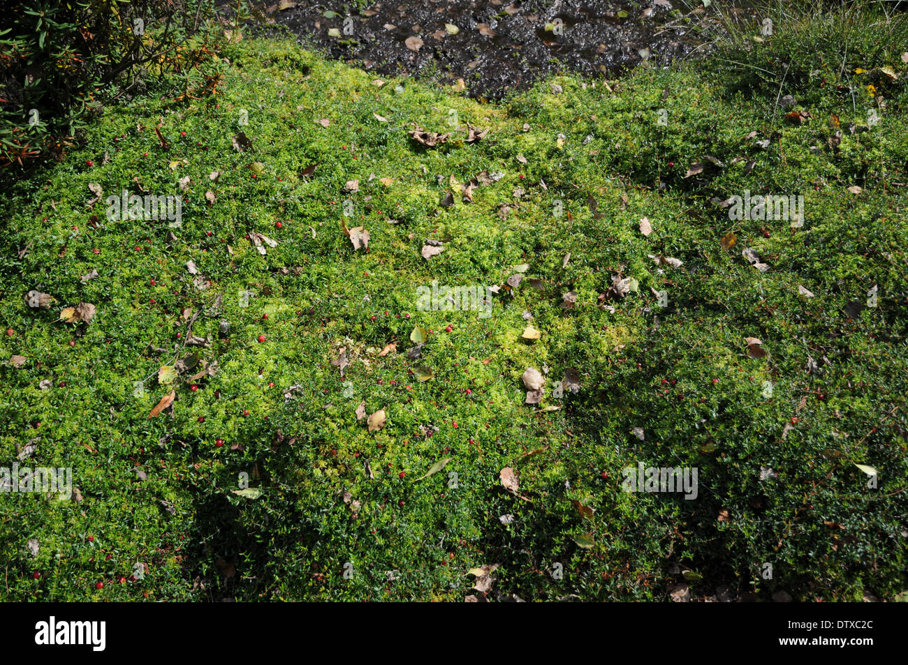 Moorbeere hi-res stock photography and images - Alamy