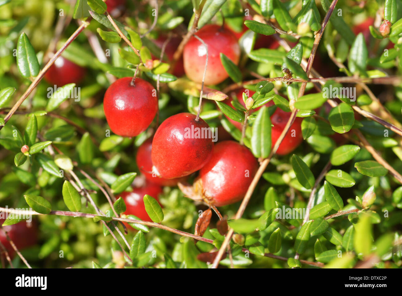 Moorbeere hi-res stock photography and images - Alamy