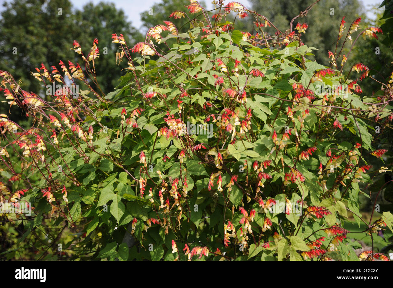 Cardinal creeper ipomoea quamoclit hi-res stock photography and images ...