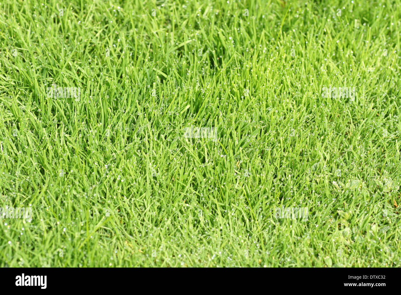 Gras with dew drops hi-res stock photography and images - Alamy