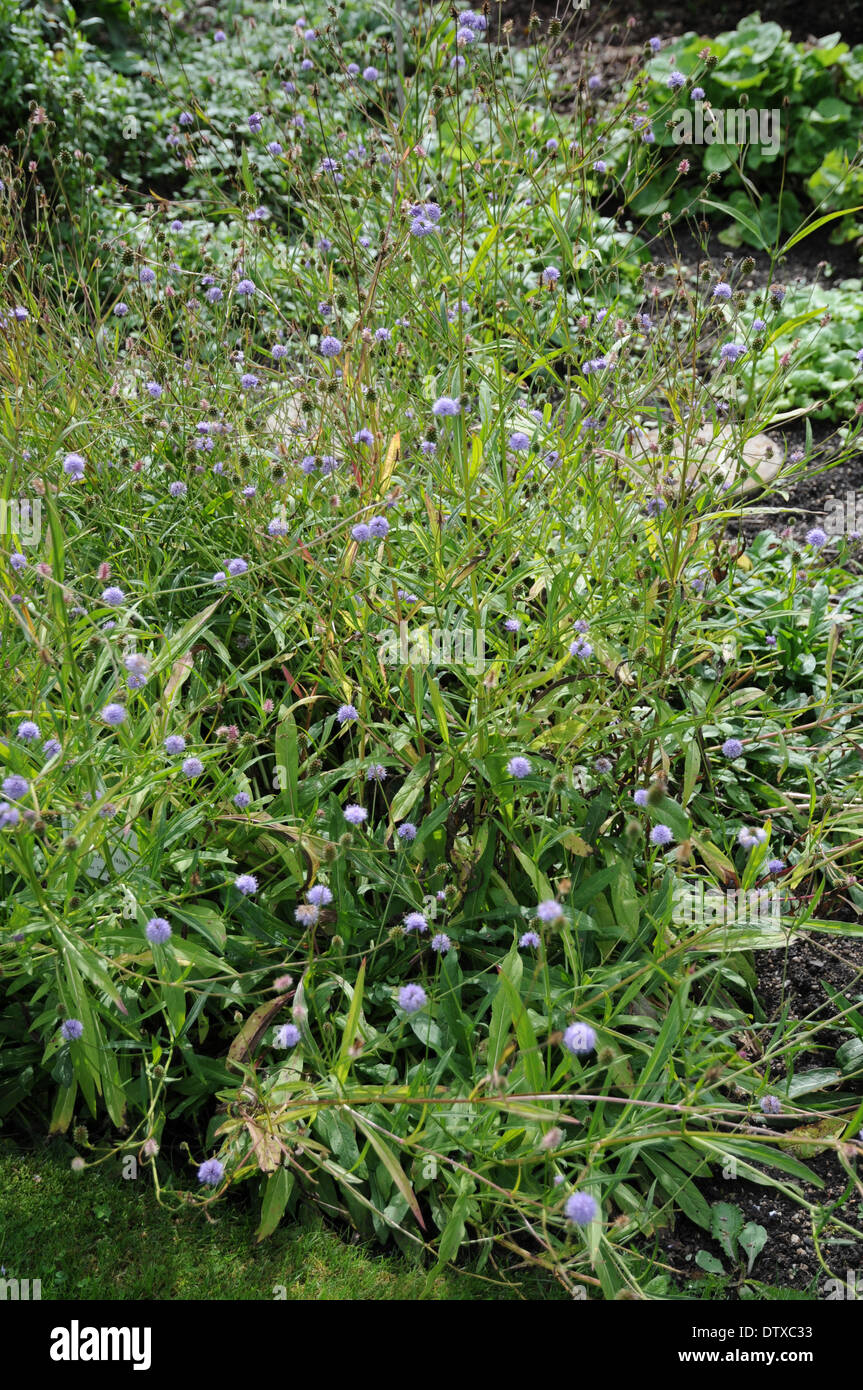 Devils bit flower hi-res stock photography and images - Alamy