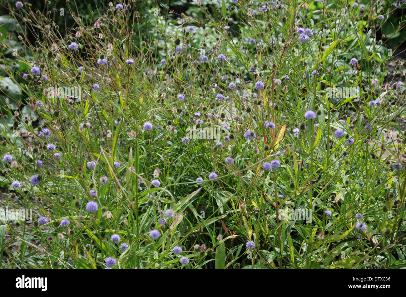 Devils bit flower hi-res stock photography and images - Alamy