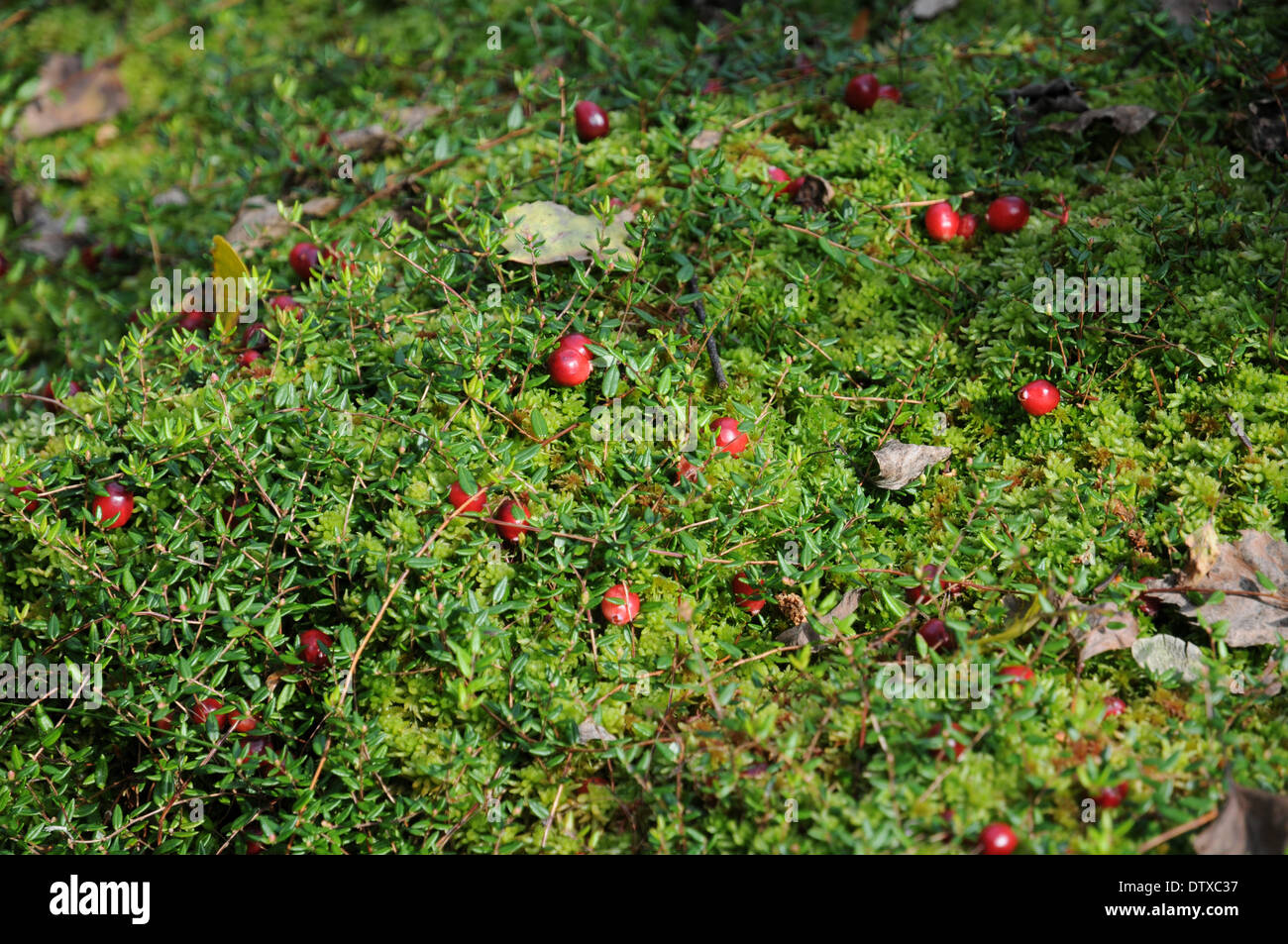 Moosbeeren hi-res stock photography and images - Alamy
