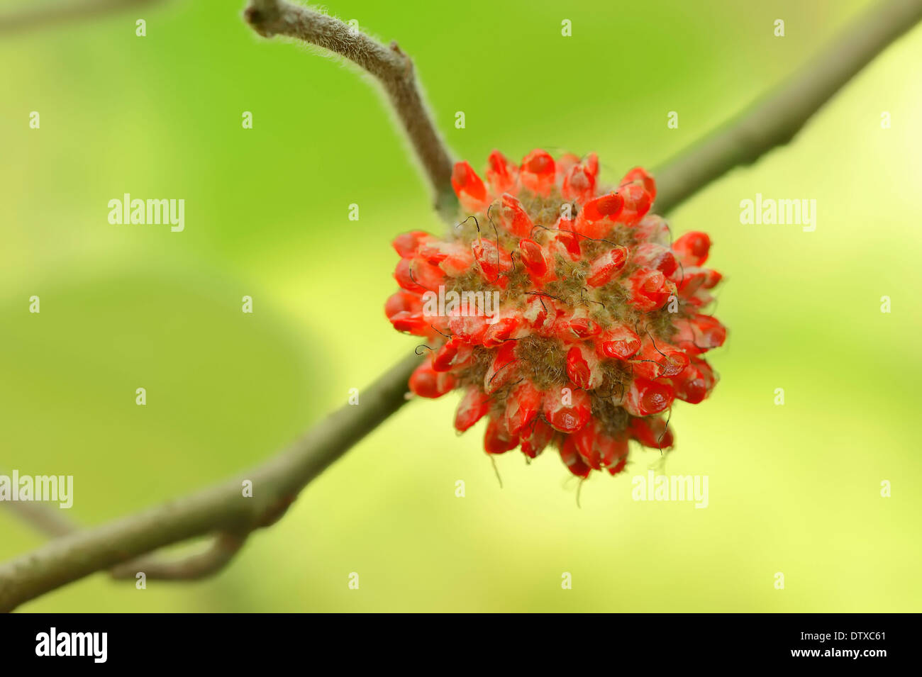 Paper mulberry broussonetia papyrifera hi-res stock photography and ...