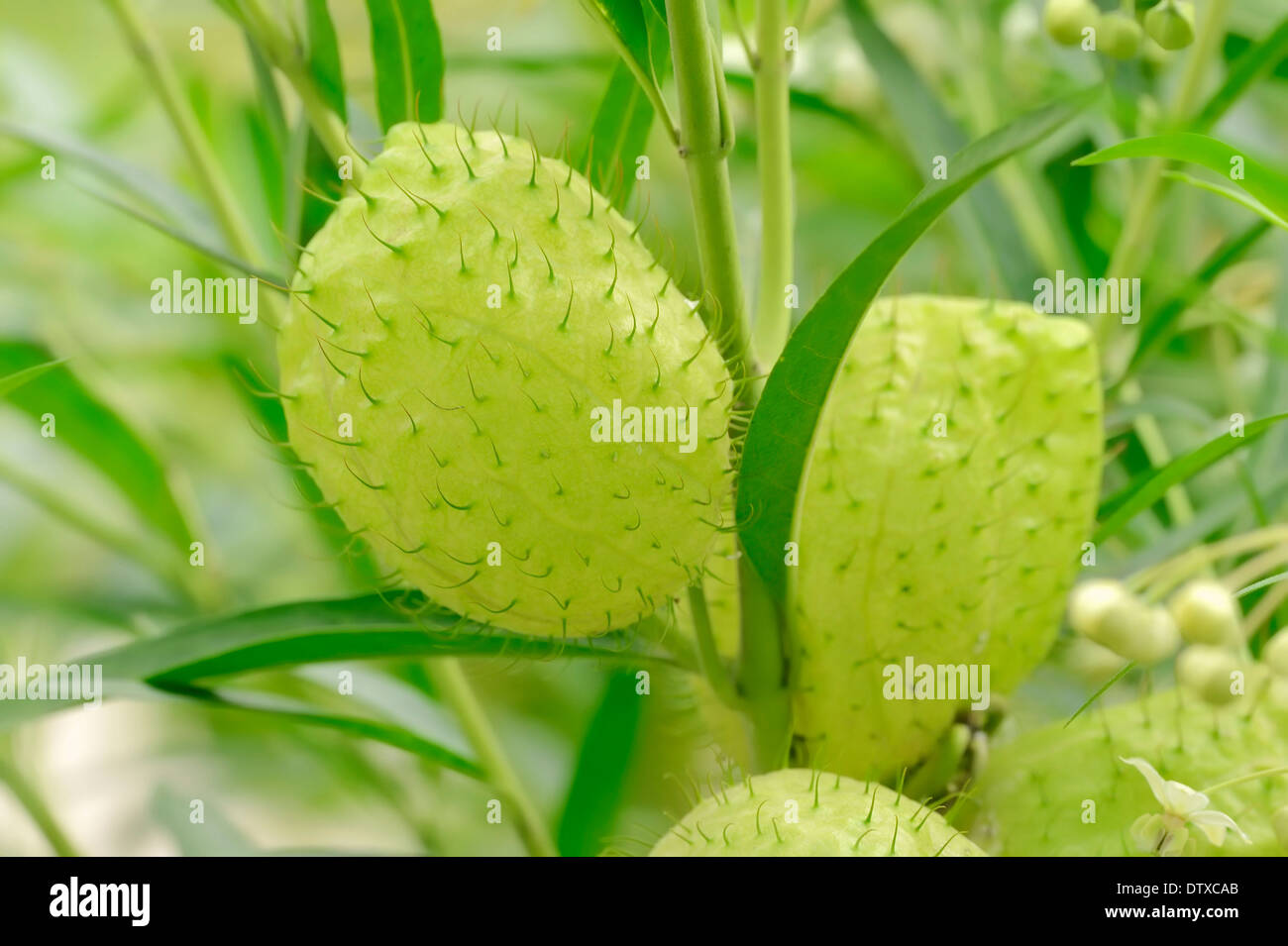 Narrow-Leaf Cotton Bush Stock Photo - Alamy