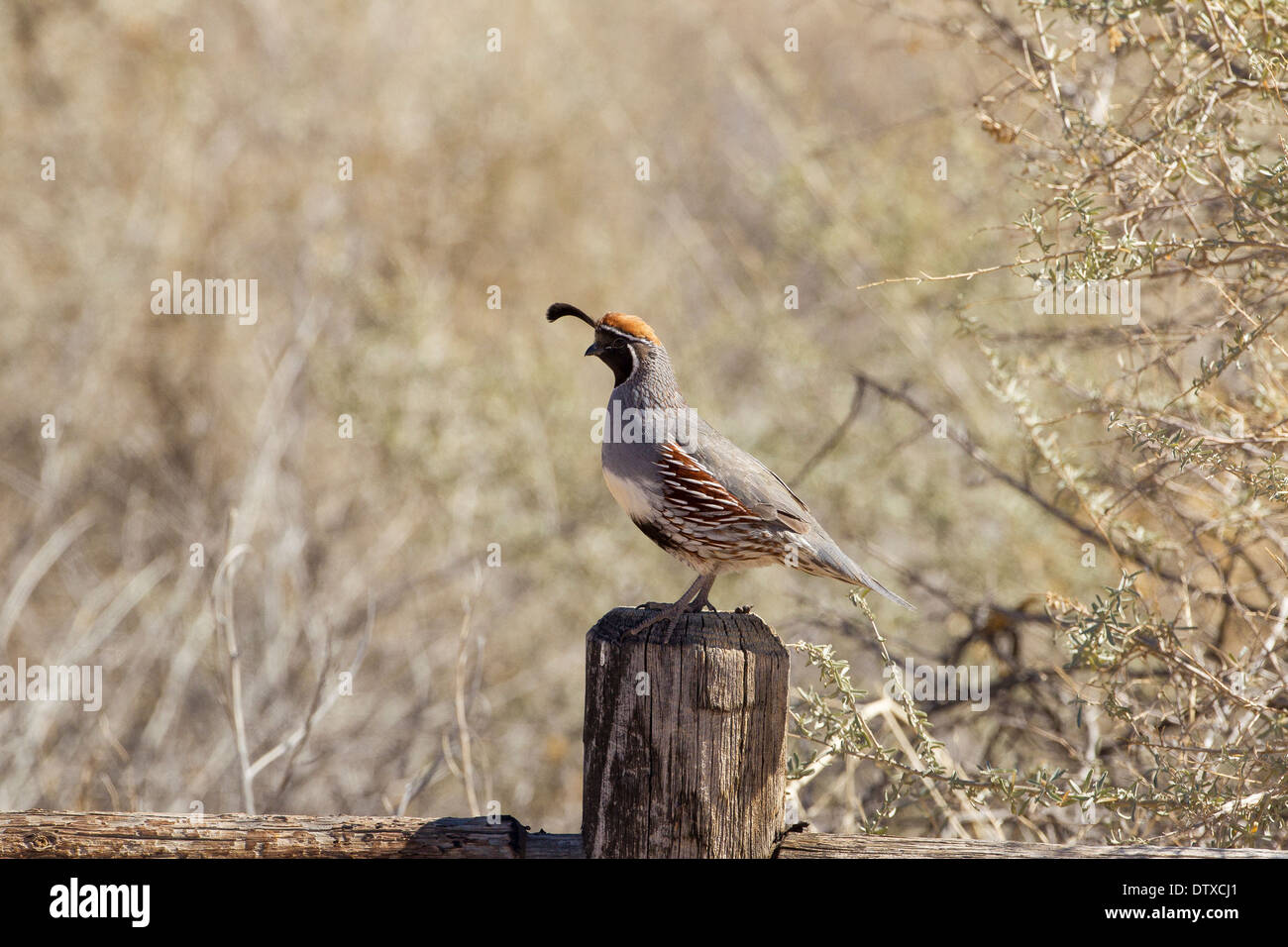 Gambels quail hi-res stock photography and images - Alamy